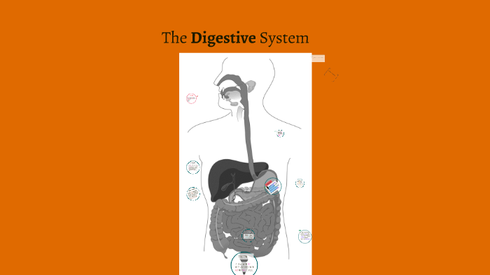 Digestive Doodle Notes by Tony Moreau on Prezi