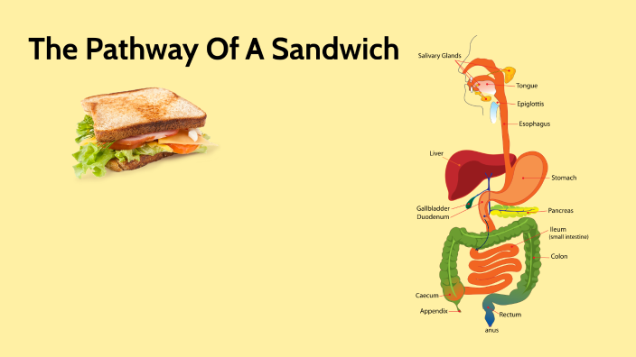 The Pathway Of A Sandwich by Matthew Ackroyd on Prezi