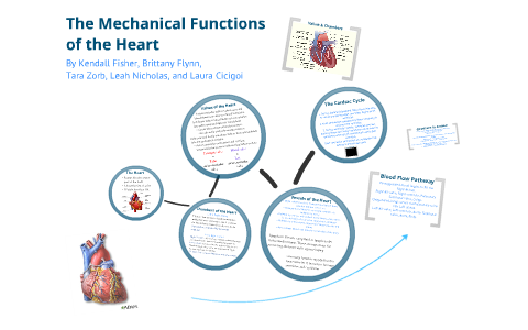 The Mechanical Functions of the Heart by Kendall Fisher on Prezi