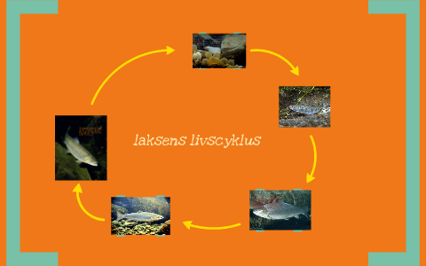 ørredens livs cyklus by Victor Ullegård on Prezi