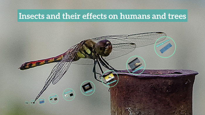 Insects and their effects on humans and trees by Honesty harris on Prezi