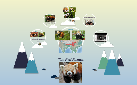 The Red Panda by Olivia Nichols on Prezi
