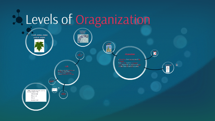 Levels of Organization notes by denise collins on Prezi