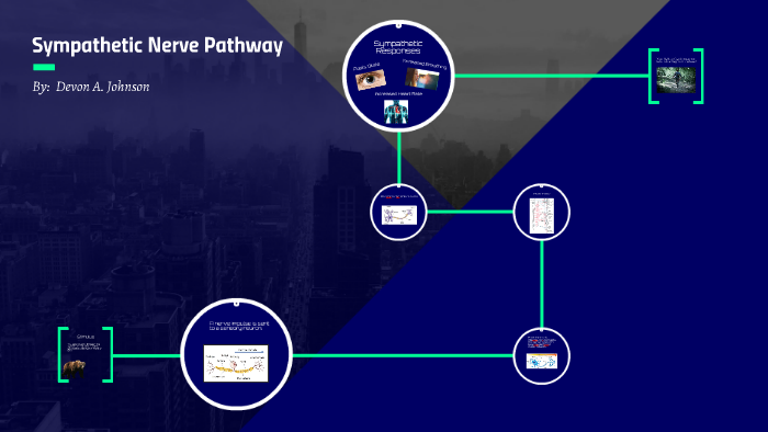 Sympathetic Nerve Pathway by on Prezi
