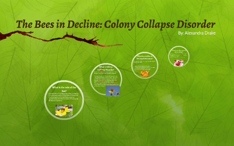The Bees in Decline: Colony Collapse Disorder by Alexandra Drake on Prezi