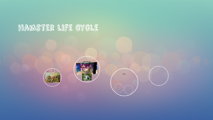 hamster life cycle by helen clifford on Prezi
