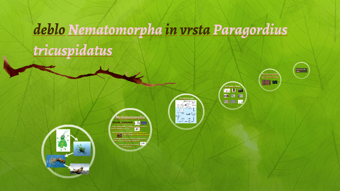 deblo Nematomorpha in vrsta Paragordius tricuspidatus by Lucija Cojzer ...