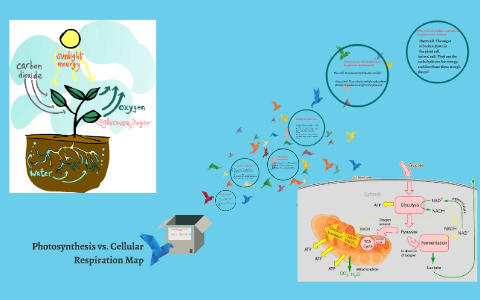 Photosynthesis vs. Cellular Respiration Map by kasim clark on Prezi