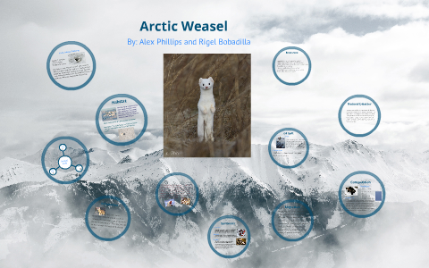 Arctic Weasel by Alex Phillips on Prezi