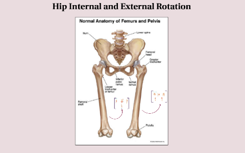 Hip Internal and External Rotation by Katherine Call