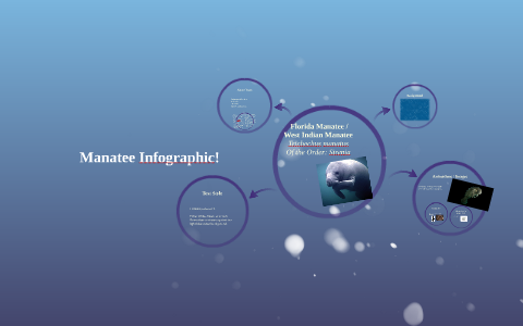 Manatee Infographic! by Erik Slader on Prezi