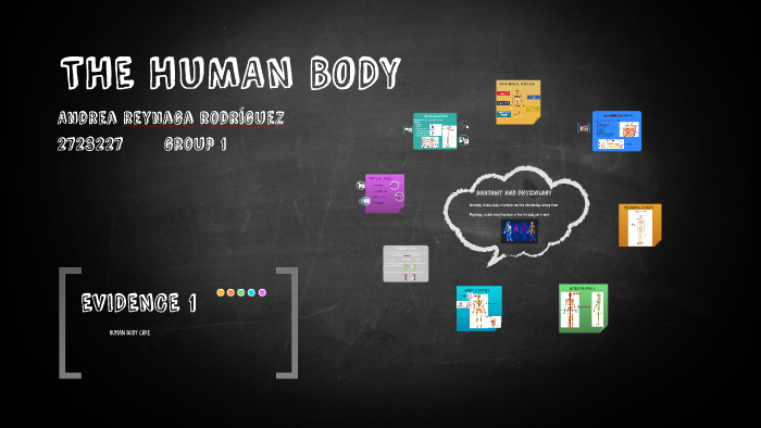 THE HUMAN BODY by andrea reynaga on Prezi