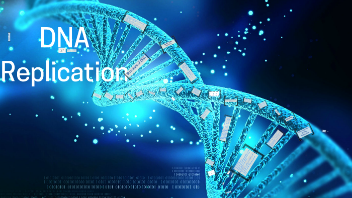 The Stages of DNA Replication by Thilaanee Krishnamoorthy on Prezi