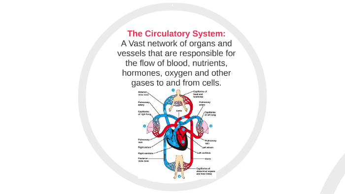 Circulatory system by hannah higgins