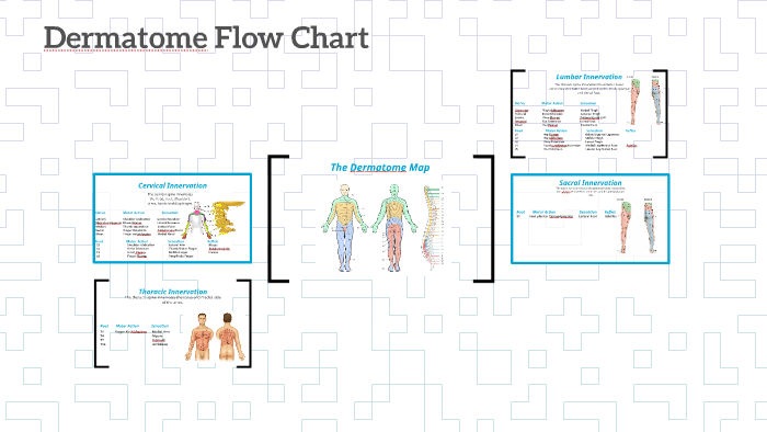 Dermatome Flow Chart by Michael Crouch on Prezi