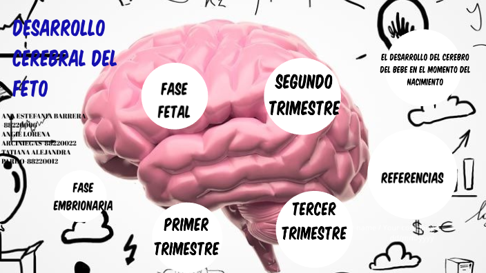 Desarrollo cerebral del feto by ANA ESTEFANÍA BARRERA PARDO on Prezi