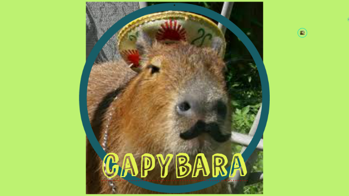 capybara by Kayley Moran on Prezi