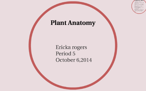 Plant Anatomy by Ericka Rogers on Prezi
