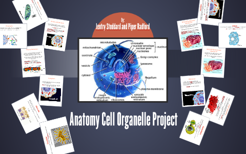 Anatomy Cell Organelle Project by Jentry Stoddard on Prezi