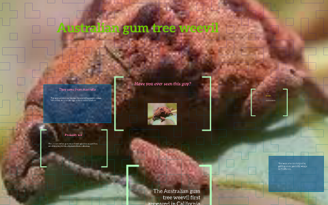 Australian Gum Tree Weevil by Joey by Joey Friedman on Prezi
