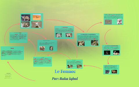 Fennec (Fox)& Nénuphar Nocturne by Raka Iqbal on Prezi
