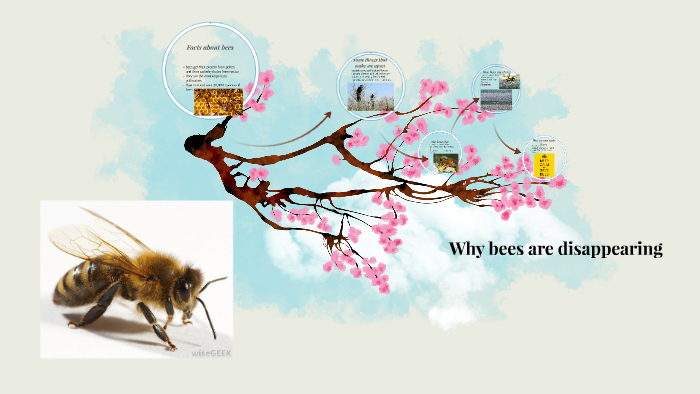 Why bees are disappearing by Christine Horton on Prezi