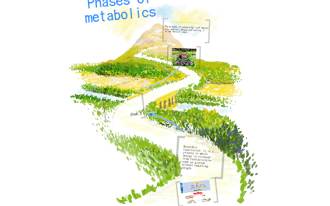 metabolic process by xavier vann on Prezi