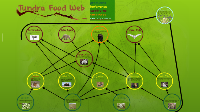 Tundra Food Web by Hailey Chapa
