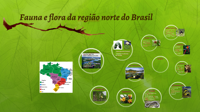 Fauna e flora da região norte do Brasil by Paula Jaimes on Prezi