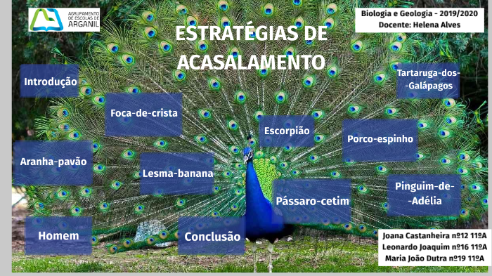 Rituais de acasalamento by Joana Castanheira on Prezi