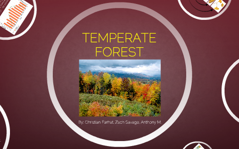 TEMPERATE FOREST by Christian Farhat on Prezi