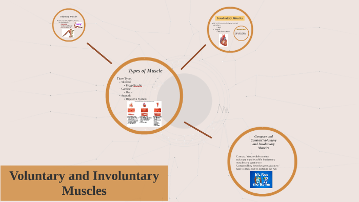 Compare and Contrast Voluntary and Involuntary Muscles by Cierra ...