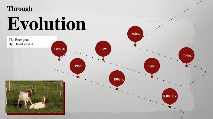 boer goat timeline by David Z on Prezi