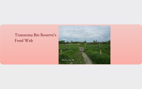 Transcona Bio Reserve Food Web by Larysa Dagdick on Prezi