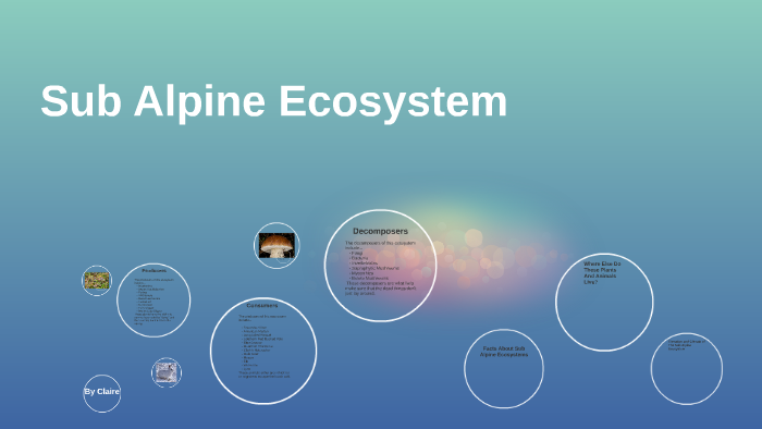 Sub Alpine Ecosystem by on Prezi