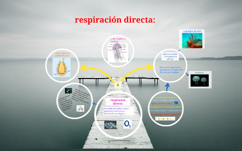 respiración directa: by maria paula quiroga on Prezi