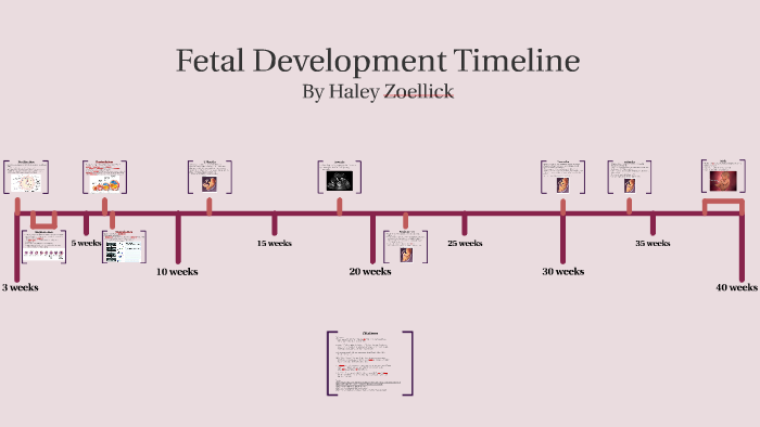 Fetal Development Timeline by Haley Zoellick on Prezi