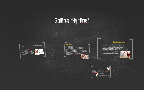 Gallina "Hy-line" by ozkar andres ramos noa on Prezi