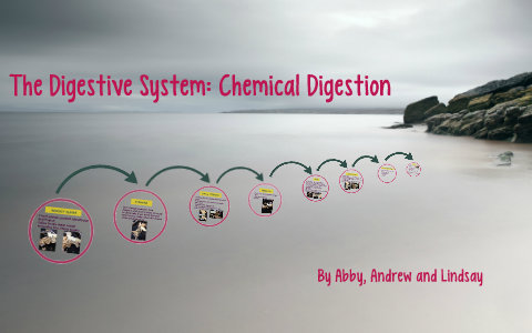 The Digestive System: Chemical Digestion by Lindsay Johnson on Prezi
