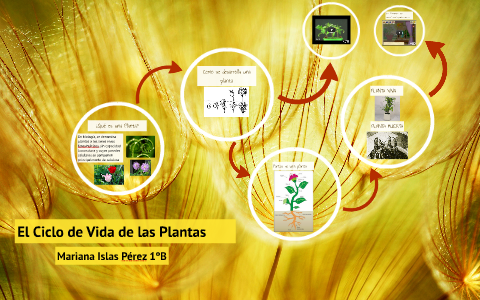 El Ciclo de Vida de las Plantas by Mariana Islas on Prezi