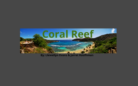 CORAL REEF Food Web by Llewellyn Evans
