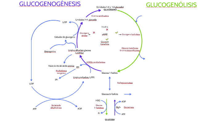 GLUCOGENOLISIS by Marianna Osorio Moreno on Prezi
