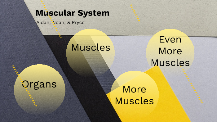 Muscular System by Aidan Pollard on Prezi