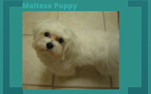 Maltse Dog by Laurie Parman on Prezi