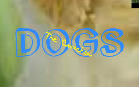 DOGS the cavachon by Maria Esch on Prezi