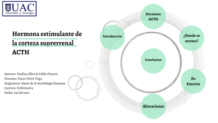 Hormona ACTH by Paulina B. Silva Ruiz on Prezi