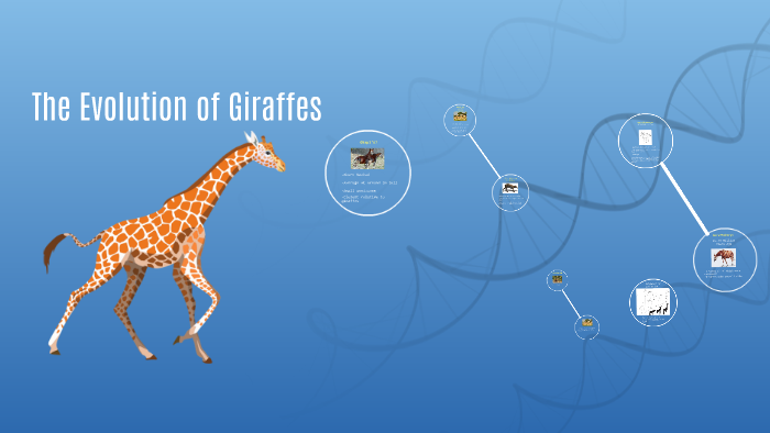 The Evolution of the Giraffes by anthony mele on Prezi