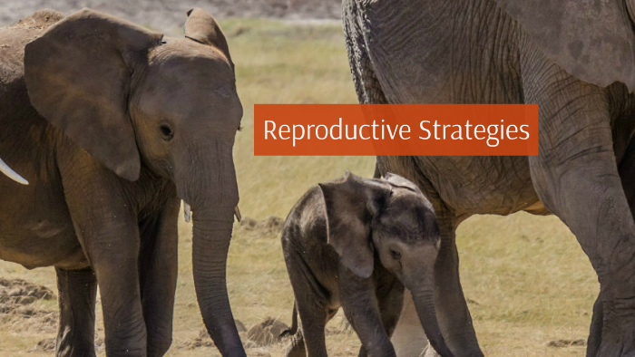 Reproductive Strategies by Paul Ronevich on Prezi