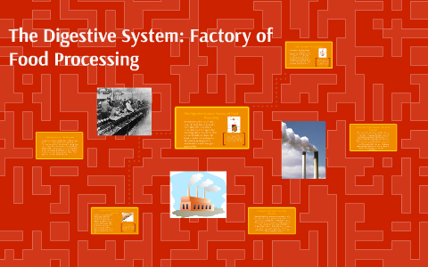 The Digestive System: Factory of Food Processing by Haleigh Hamrick on ...
