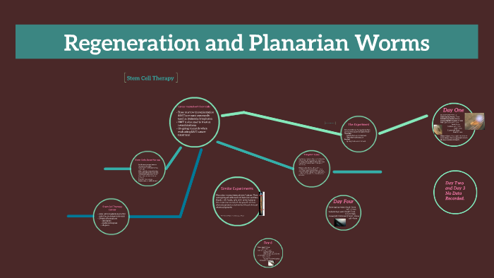 Planarian Experiment by Megan Lardner on Prezi